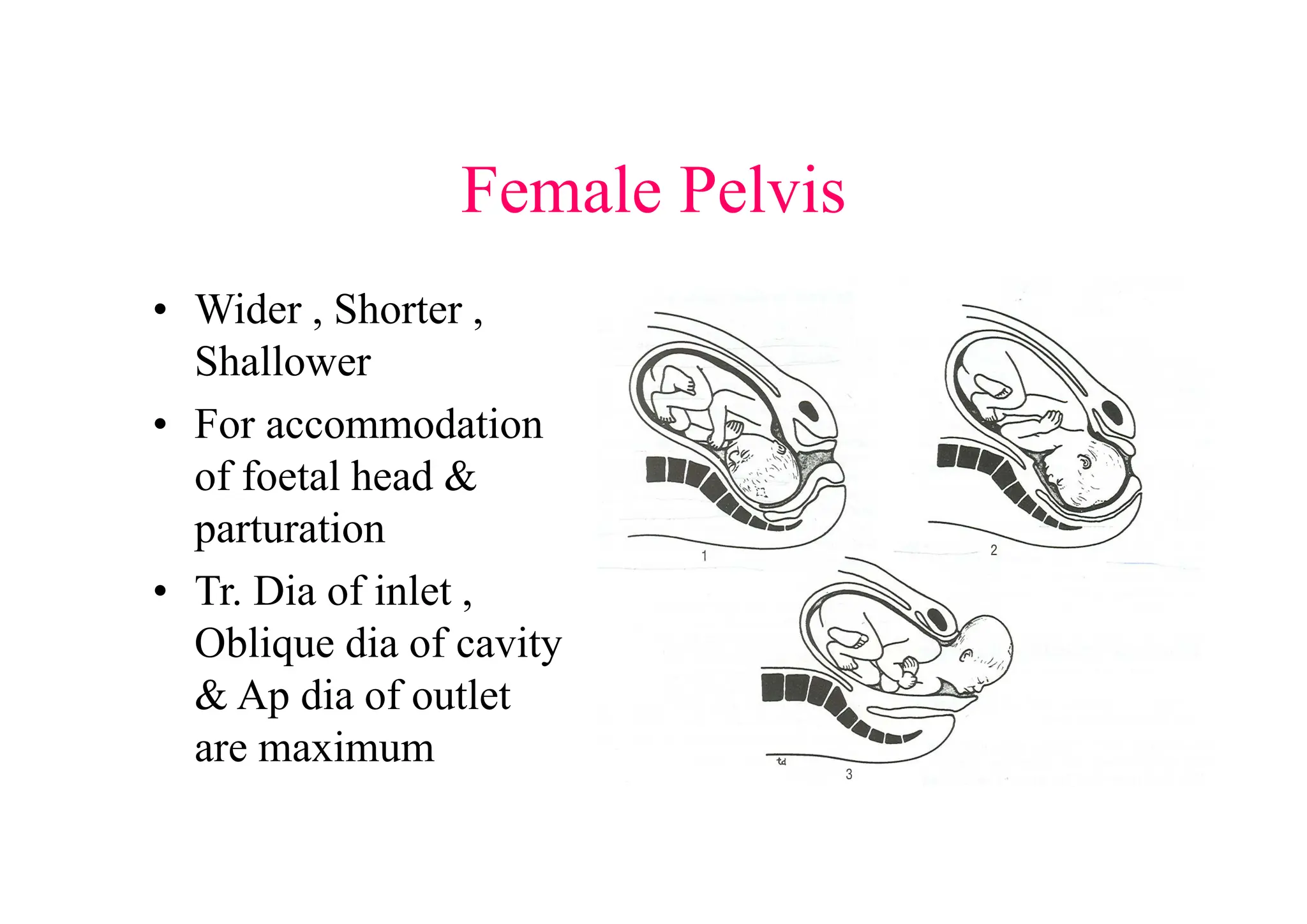 female Pelvis anatomy and physiology.... | PDF