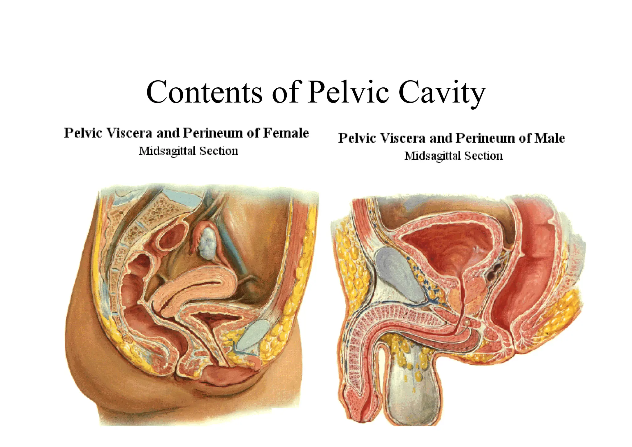 female Pelvis anatomy and physiology.... | PDF