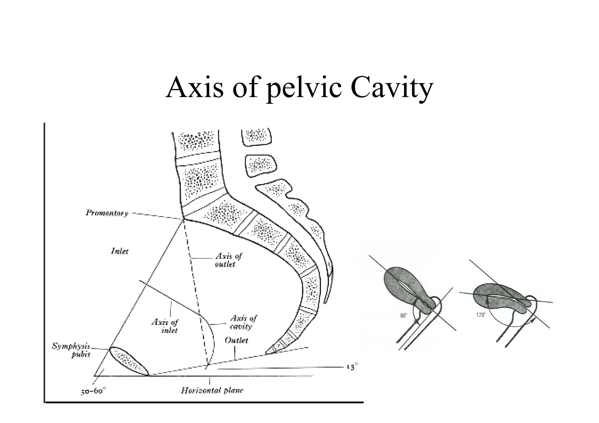 female Pelvis anatomy and physiology.... | PDF