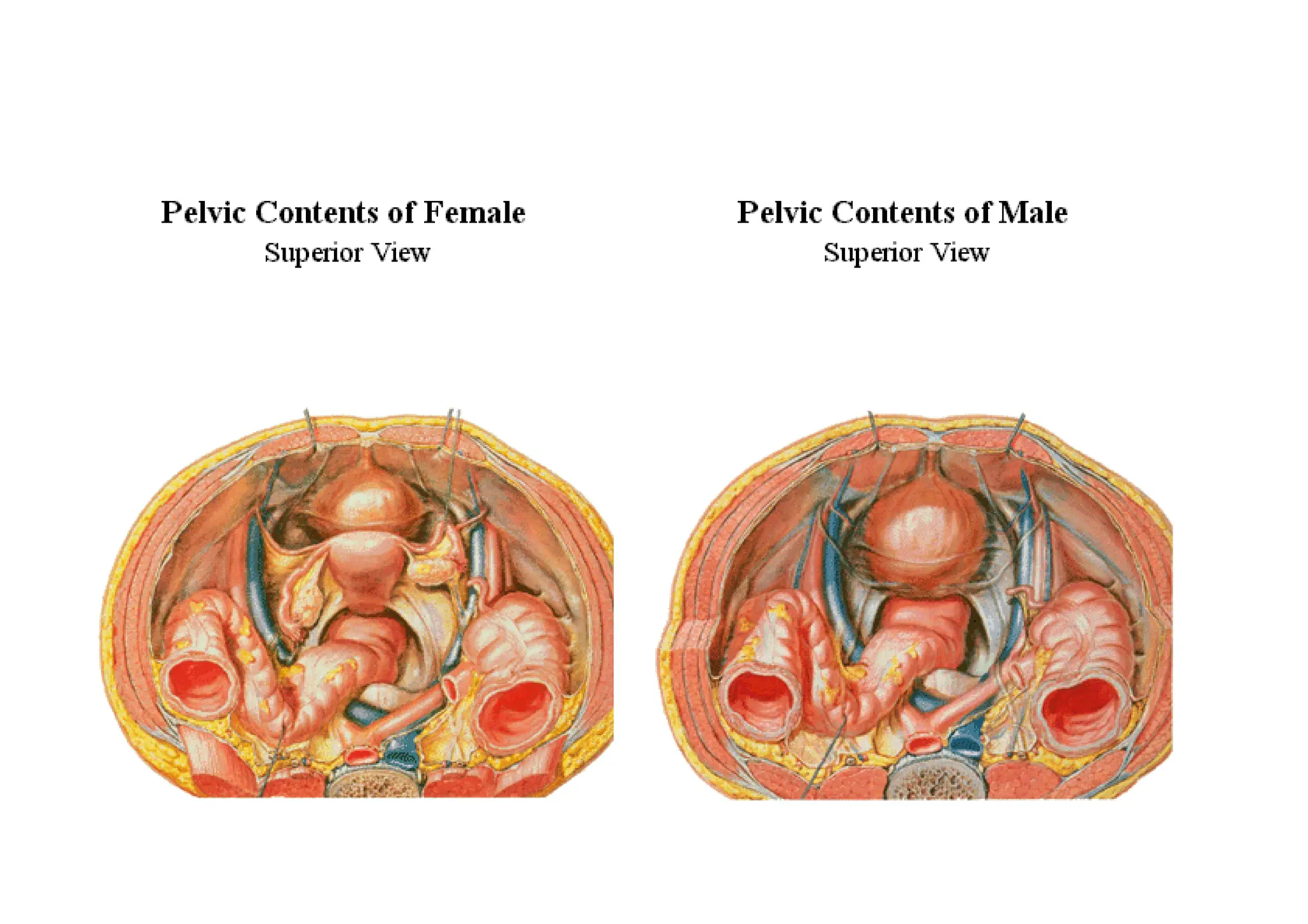 female Pelvis anatomy and physiology.... | PDF