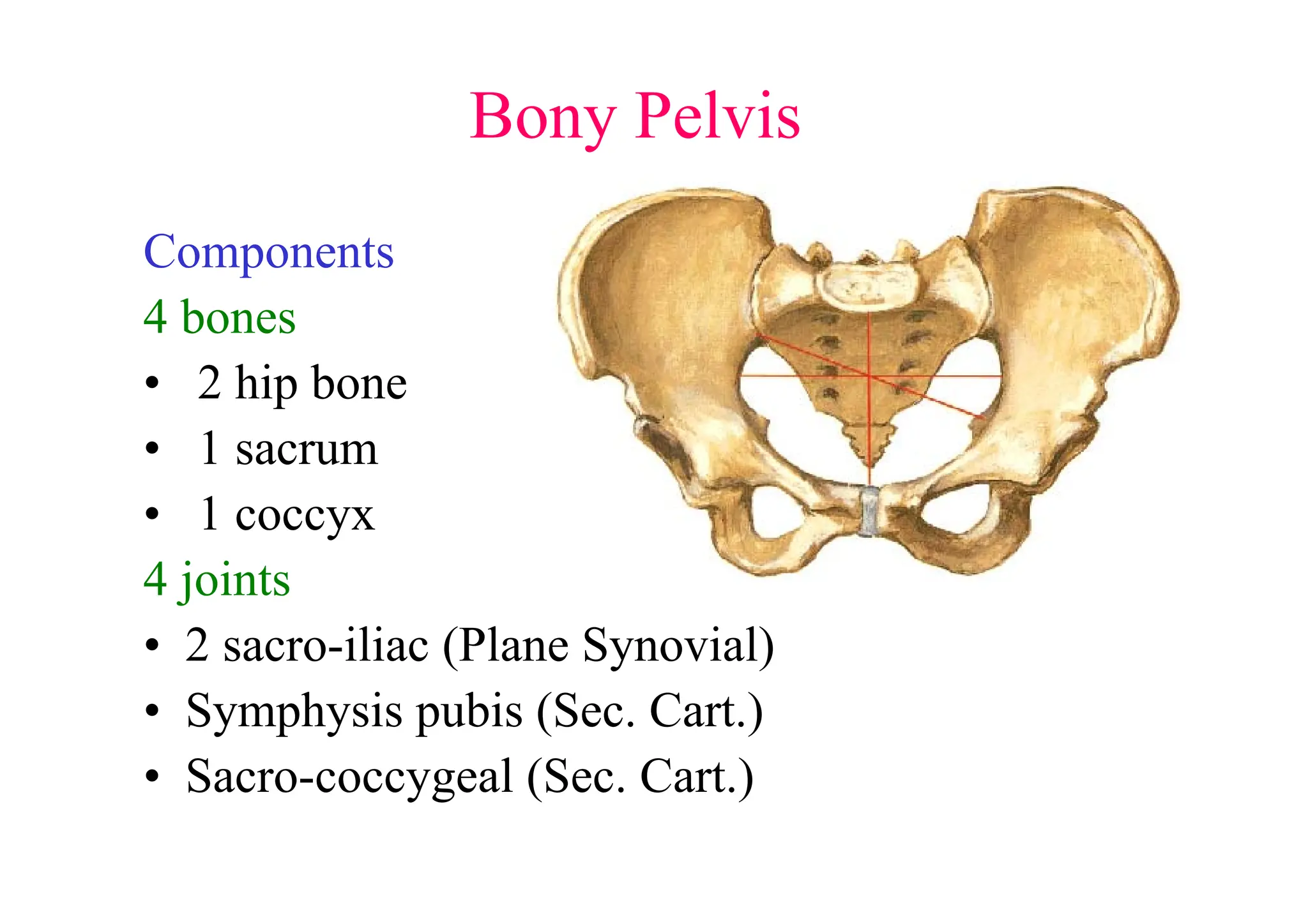 female Pelvis anatomy and physiology.... | PDF