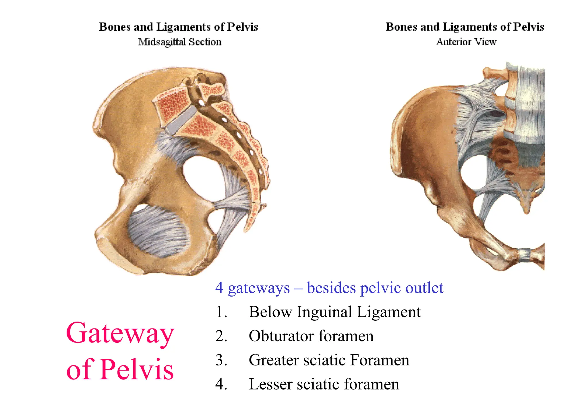 female Pelvis anatomy and physiology.... | PDF
