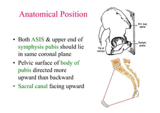 female Pelvis anatomy and physiology.... | PDF