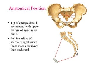 female Pelvis anatomy and physiology.... | PDF
