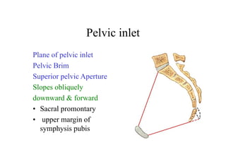 female Pelvis anatomy and physiology.... | PDF