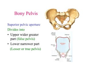 female Pelvis anatomy and physiology.... | PDF