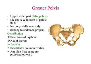 female Pelvis anatomy and physiology.... | PDF