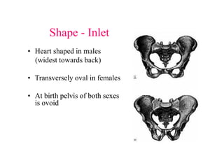 female Pelvis anatomy and physiology.... | PDF