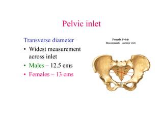 female Pelvis anatomy and physiology.... | PDF
