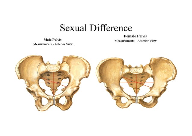 female Pelvis anatomy and physiology.... | PDF | Pregnancy ...