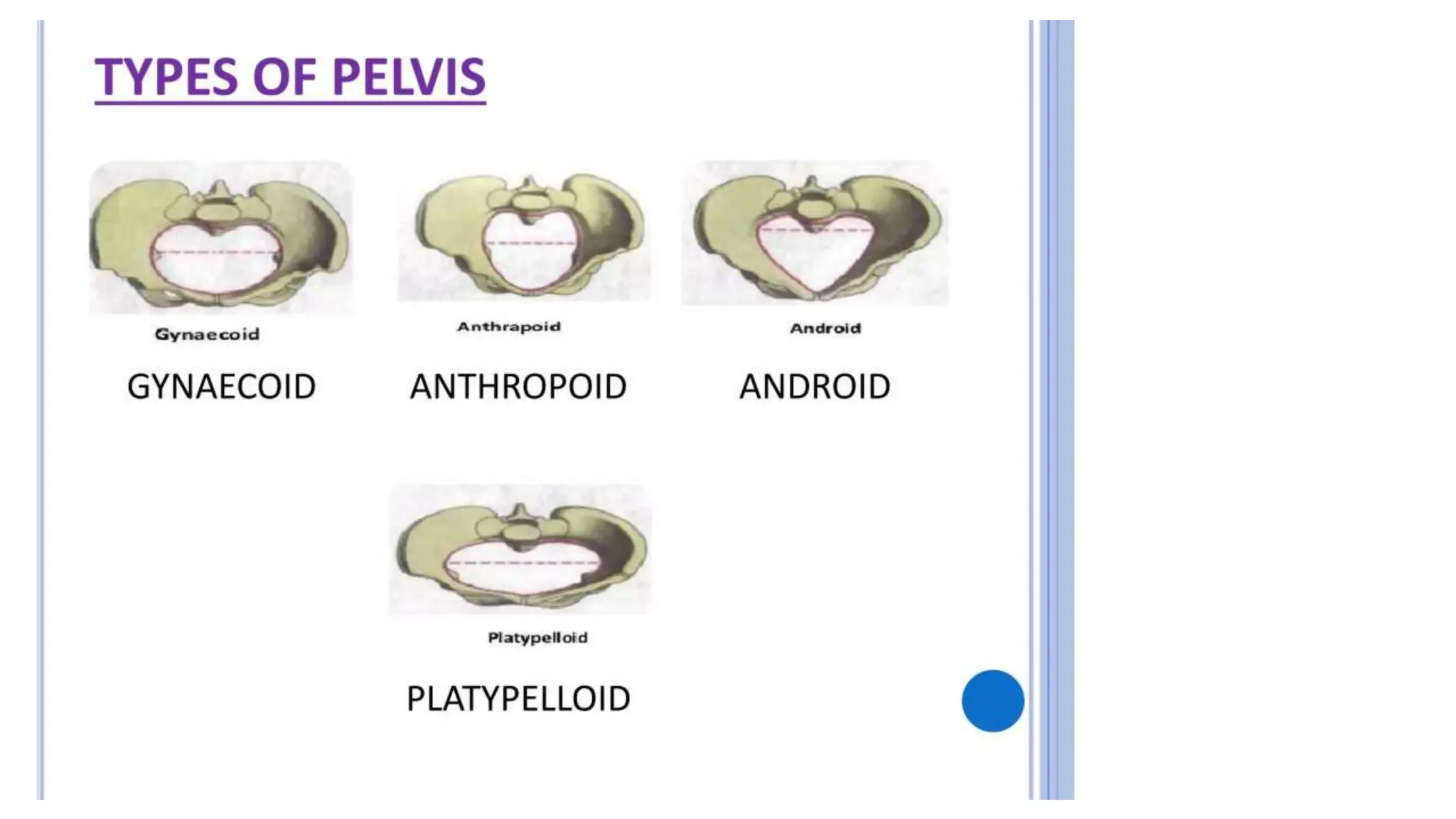 PELVIS.pptx