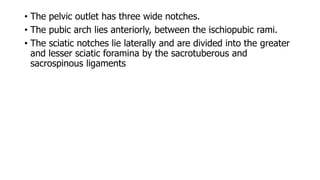PELVIS.pptx | Free Download