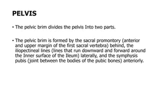 PELVIS.pptx