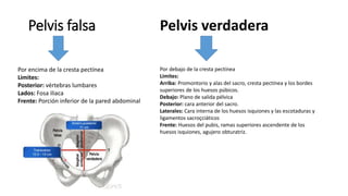 Pelvis.pptx