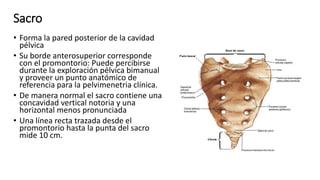 Pelvis.pptx