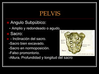 guia referente a la pelvis Osea durante el trabajo de parto | PPT