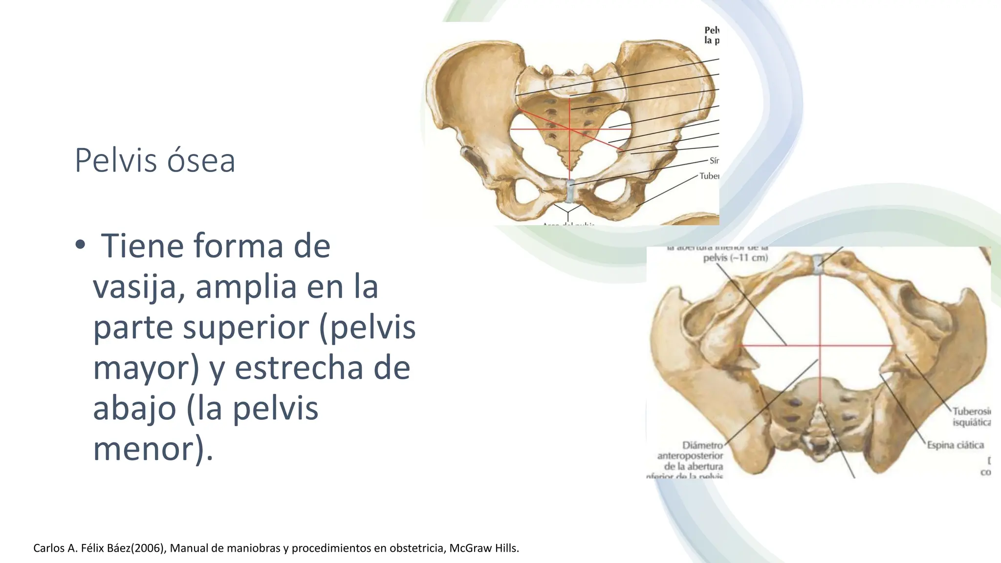 Pelvis Pelvimetria En La Gestante De Término Ppt