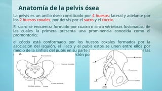 ANATOMIA DE LA PELVISS Y EXAMEN PELVIMETRICO | PPTX