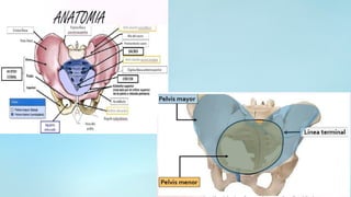ANATOMIA DE LA PELVISS Y EXAMEN PELVIMETRICO | PPTX