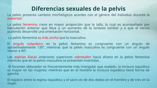 ANATOMIA DE LA PELVISS Y EXAMEN PELVIMETRICO | PPTX