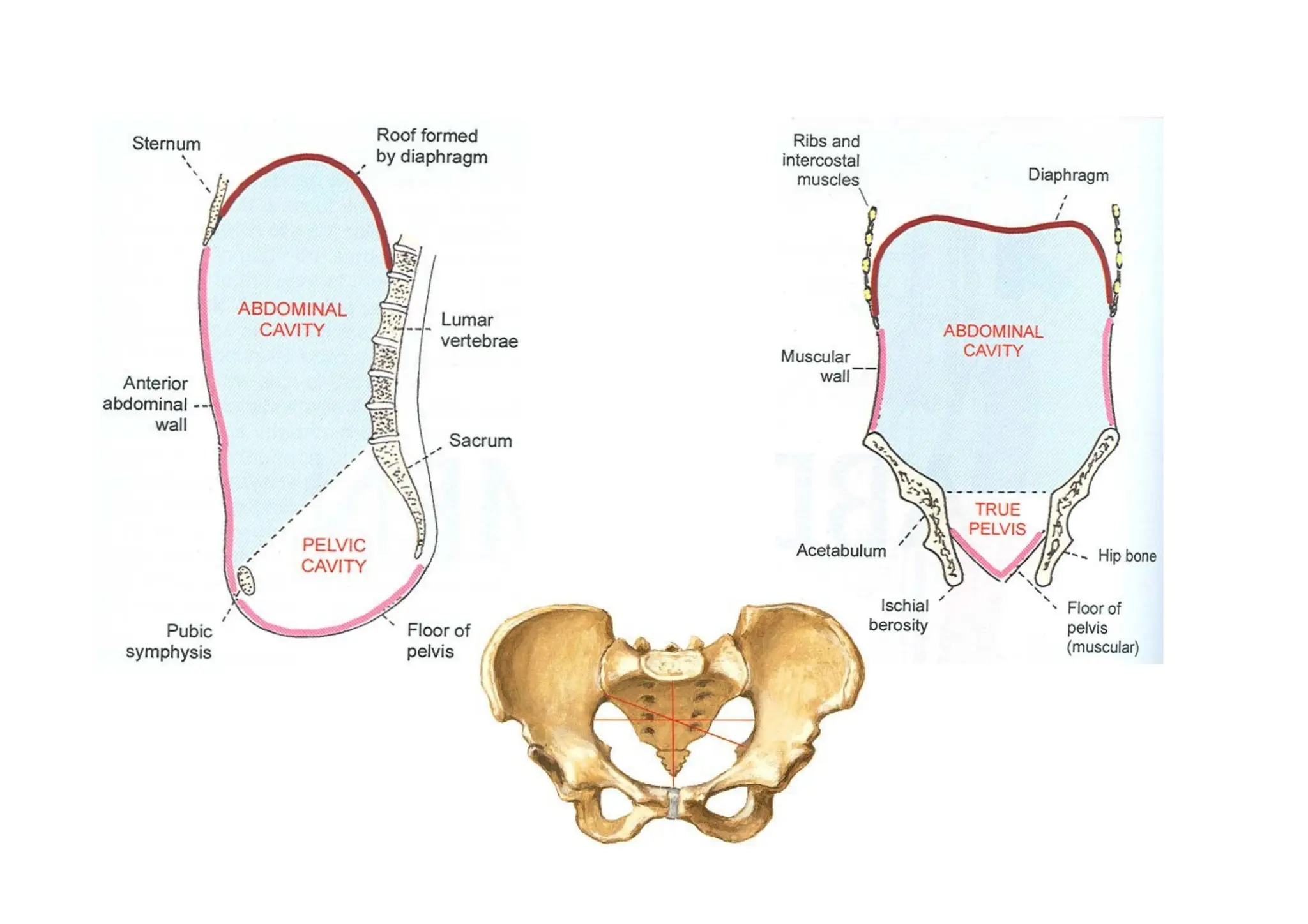 Pelvis.anatomy and types and diameters of pelvis | PPTX