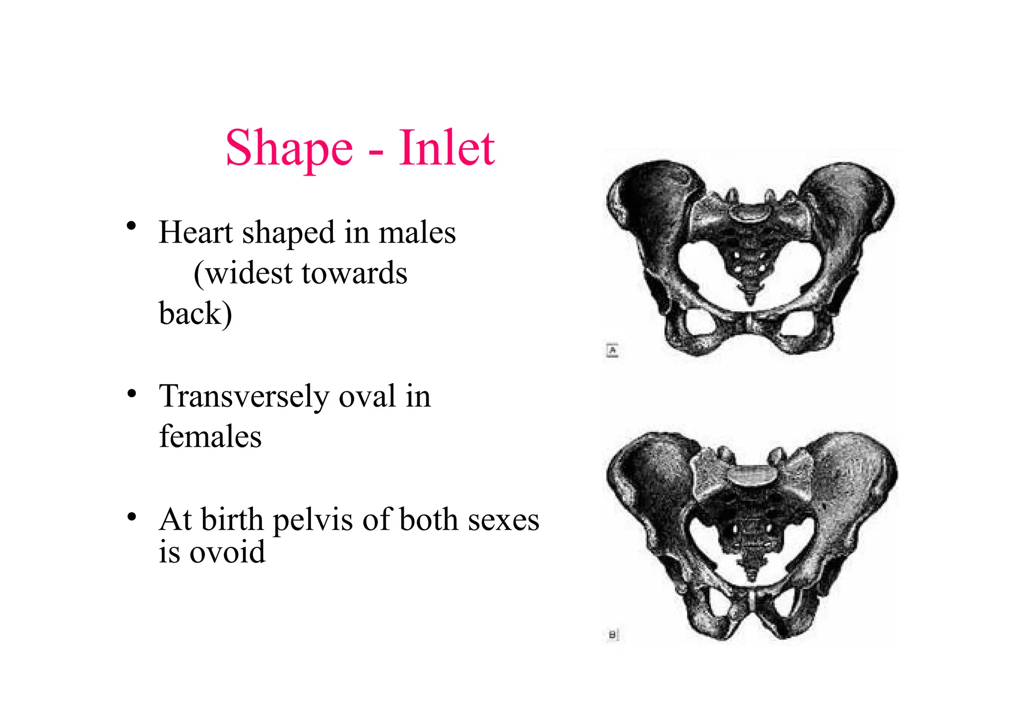 Pelvis.anatomy and types and diameters of pelvis | PPTX