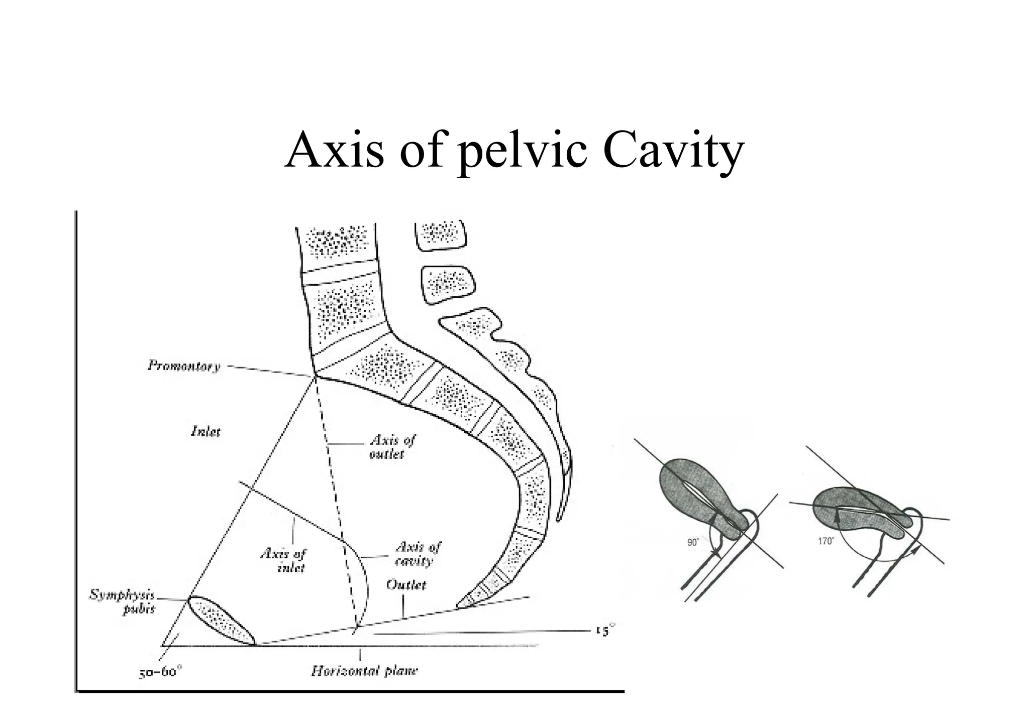 Pelvis.anatomy and types and diameters of pelvis | PPTX