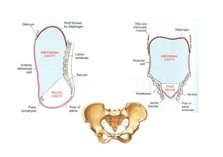 Pelvis.anatomy and types and diameters of pelvis | PPTX