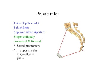 Pelvis.anatomy and types and diameters of pelvis | PPTX