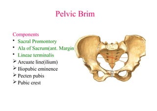 Pelvis.anatomy and types and diameters of pelvis | PPTX