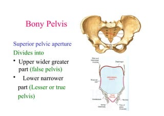 Pelvis.anatomy and types and diameters of pelvis | PPTX