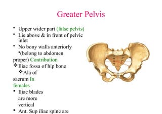 Pelvis.anatomy and types and diameters of pelvis | PPTX