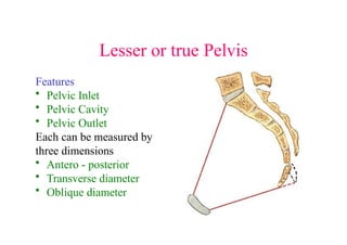 Pelvis.anatomy and types and diameters of pelvis | PPTX