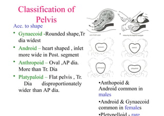 Pelvis.anatomy and types and diameters of pelvis | PPTX