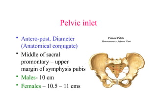 Pelvis.anatomy and types and diameters of pelvis | PPTX