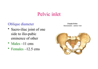 Pelvis.anatomy and types and diameters of pelvis | PPTX