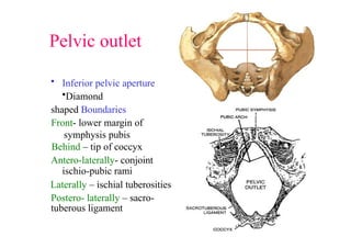 Pelvis.anatomy and types and diameters of pelvis | PPTX