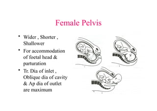 Pelvis.anatomy and types and diameters of pelvis | PPTX
