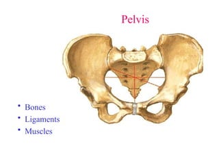 Pelvis.anatomy and types and diameters of pelvis | PPTX