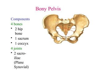 Pelvis.anatomy and types and diameters of pelvis | PPTX