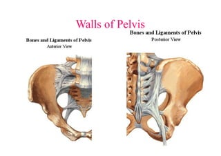 Pelvis.anatomy and types and diameters of pelvis | PPTX