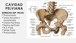 ANATOMIA RADIOLOGICA DE LA ESTRUCTURA DE LA PELVIS.pptx