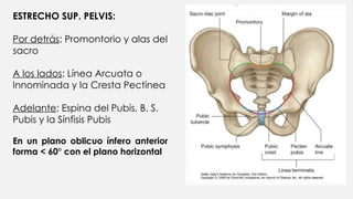 ANATOMIA RADIOLOGICA DE LA ESTRUCTURA DE LA PELVIS.pptx
