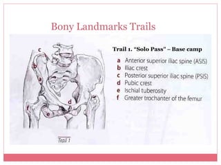 Pelvis And Thigh 1 | PPT