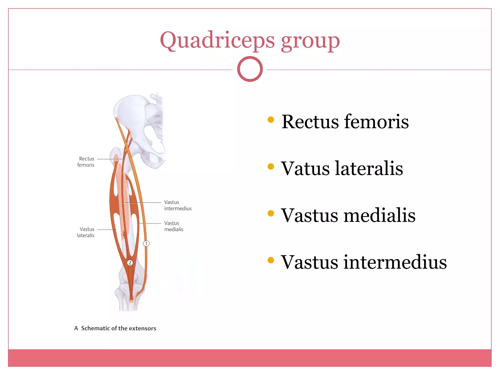 Pelvis And Thigh 2 | PPT