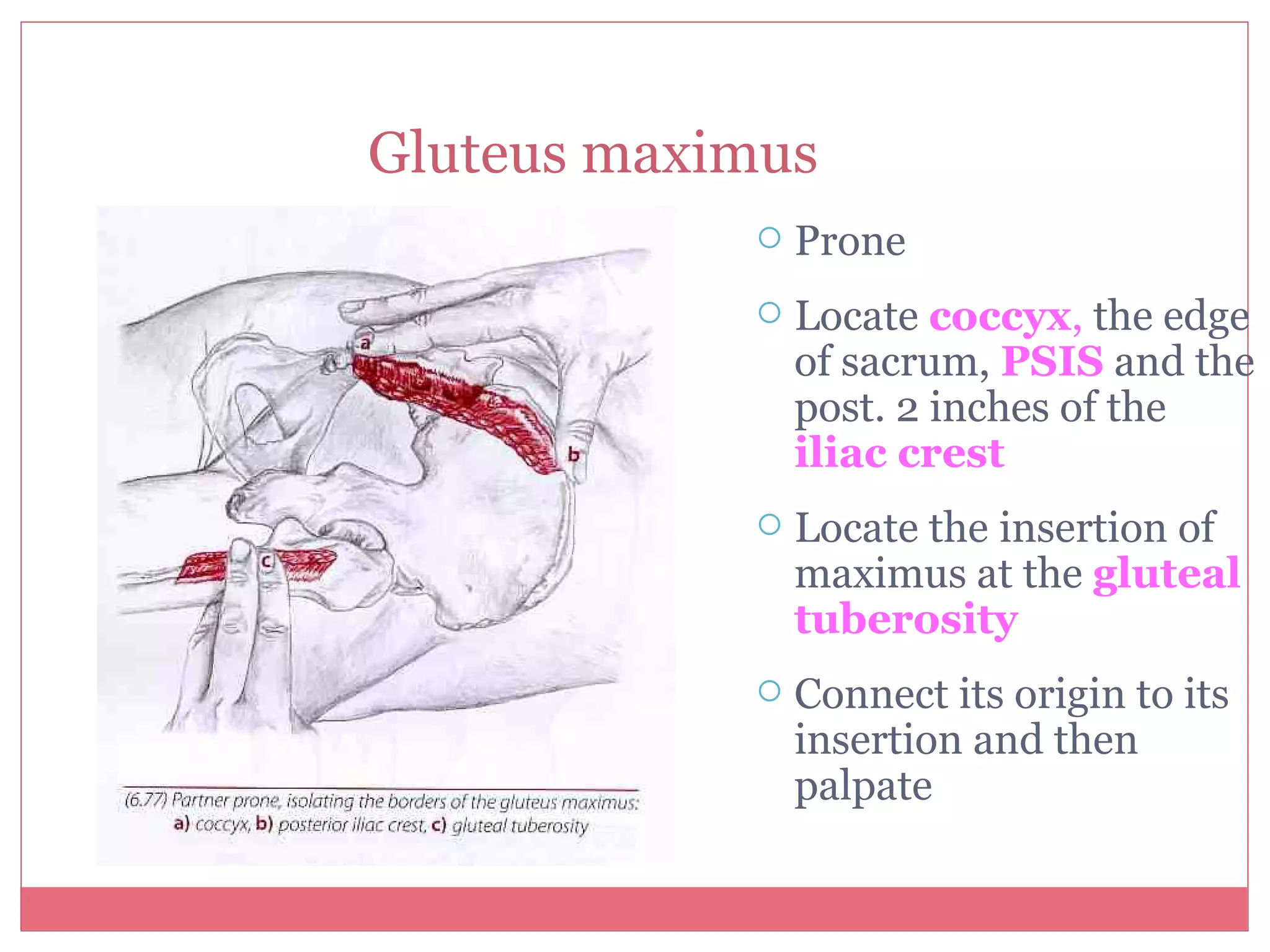 Pelvis And Thigh 2 | PPT