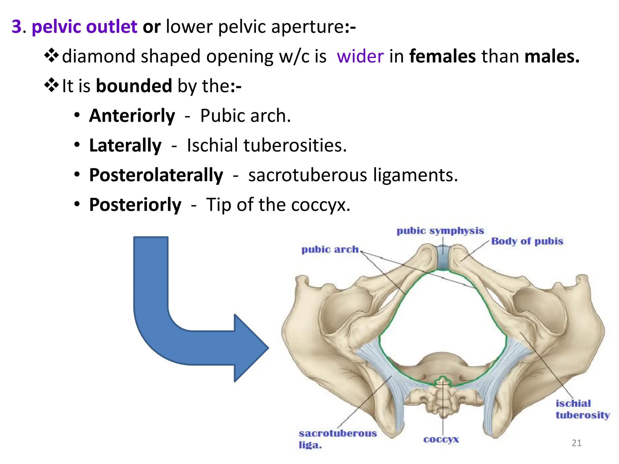 Pelvis-Bony pelvis and soft tissue anatomy(1).pdf | Death, Injury, or ...