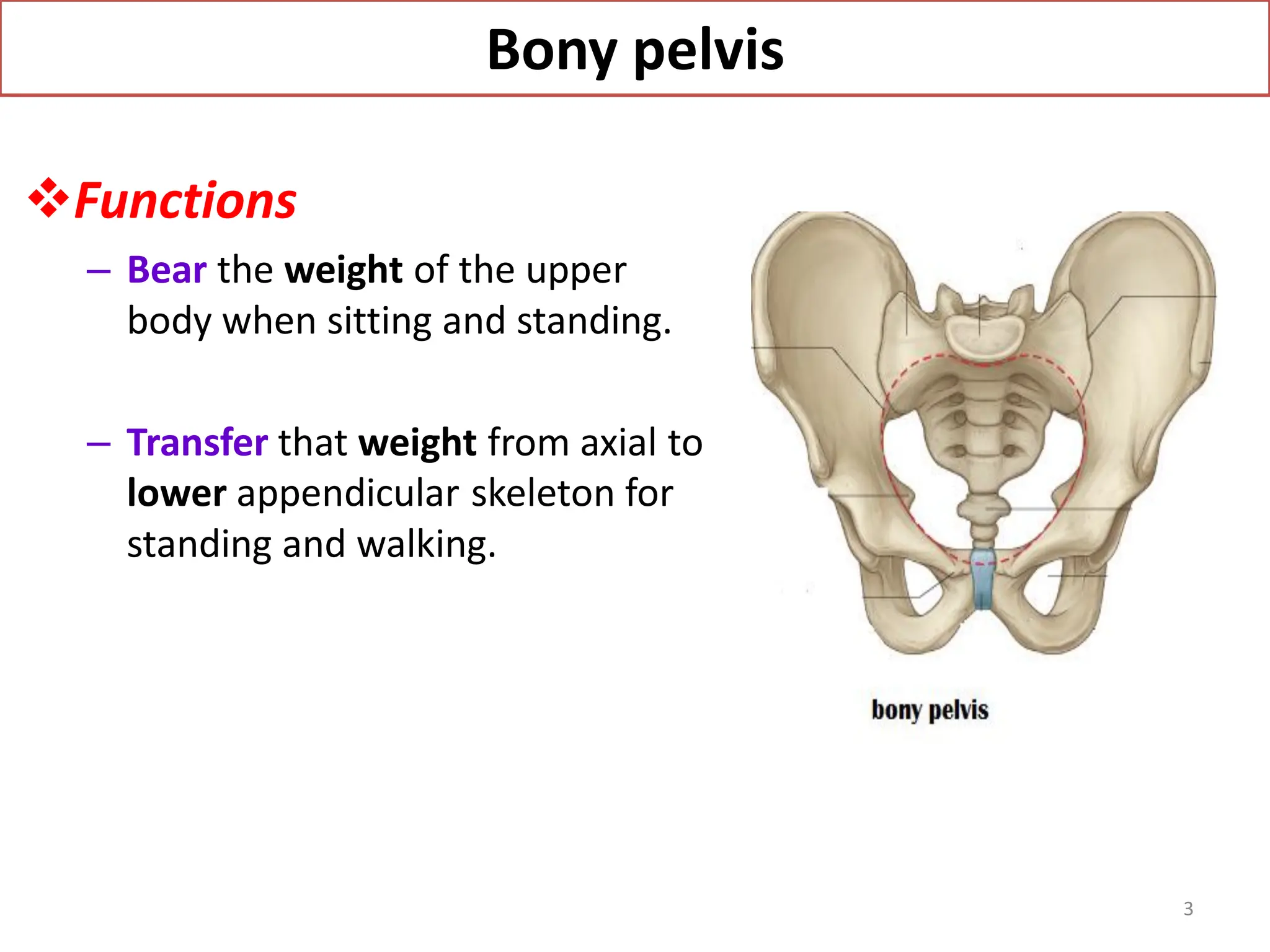 Pelvis-Bony pelvis and soft tissue anatomy(1).pdf | Death, Injury, or ...