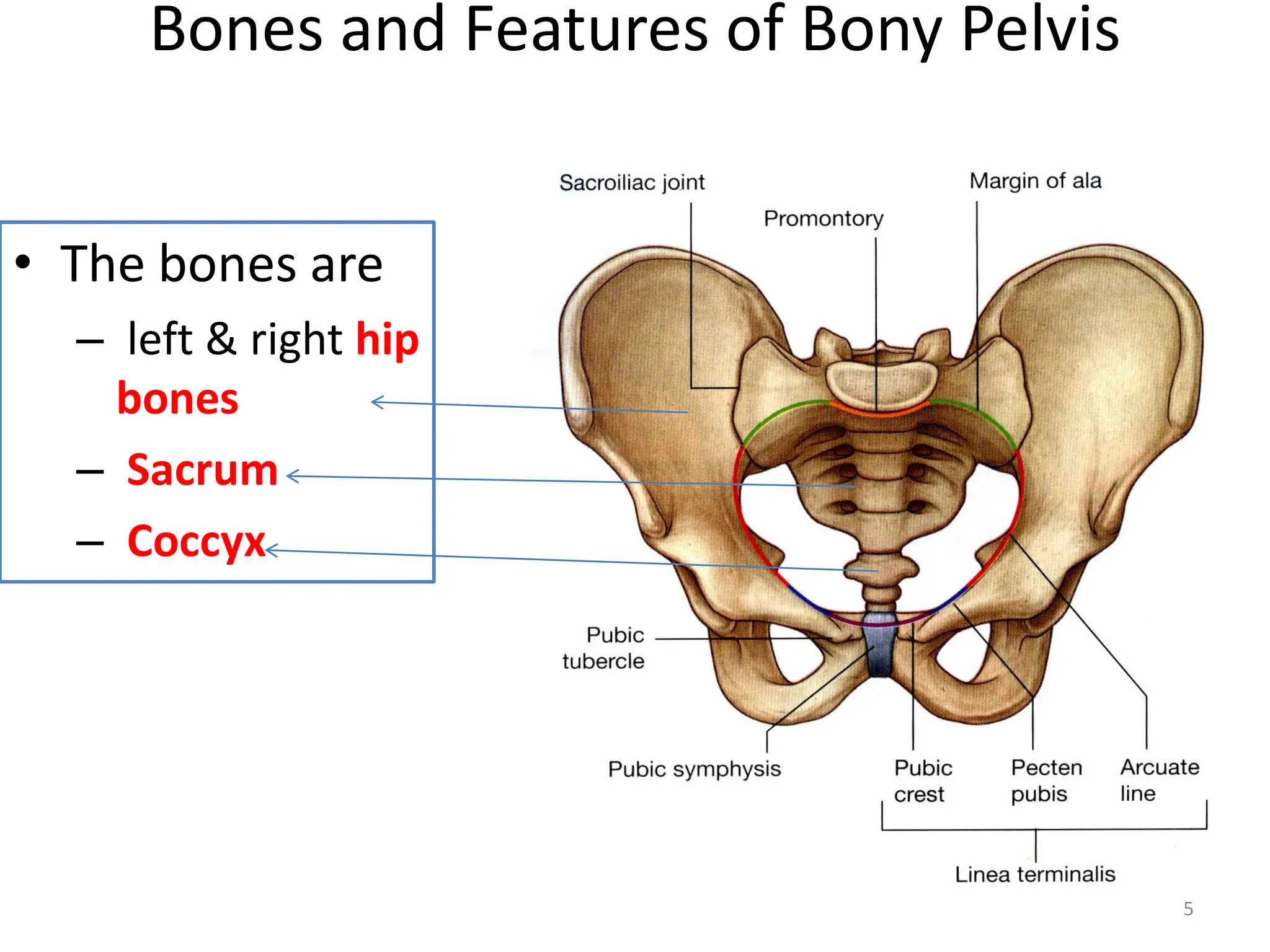 Pelvis-Bony pelvis and soft tissue anatomy(1).pdf | Death, Injury, or ...