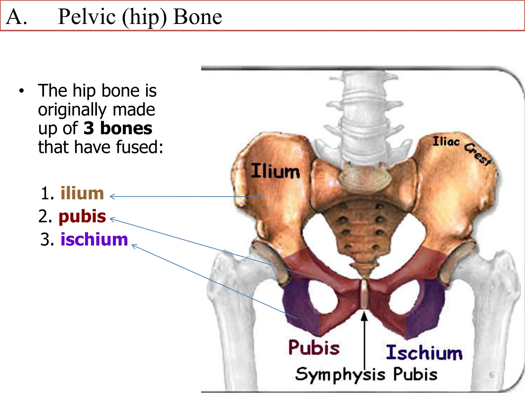 Pelvis-Bony pelvis and soft tissue anatomy(1).pdf | Death, Injury, or ...